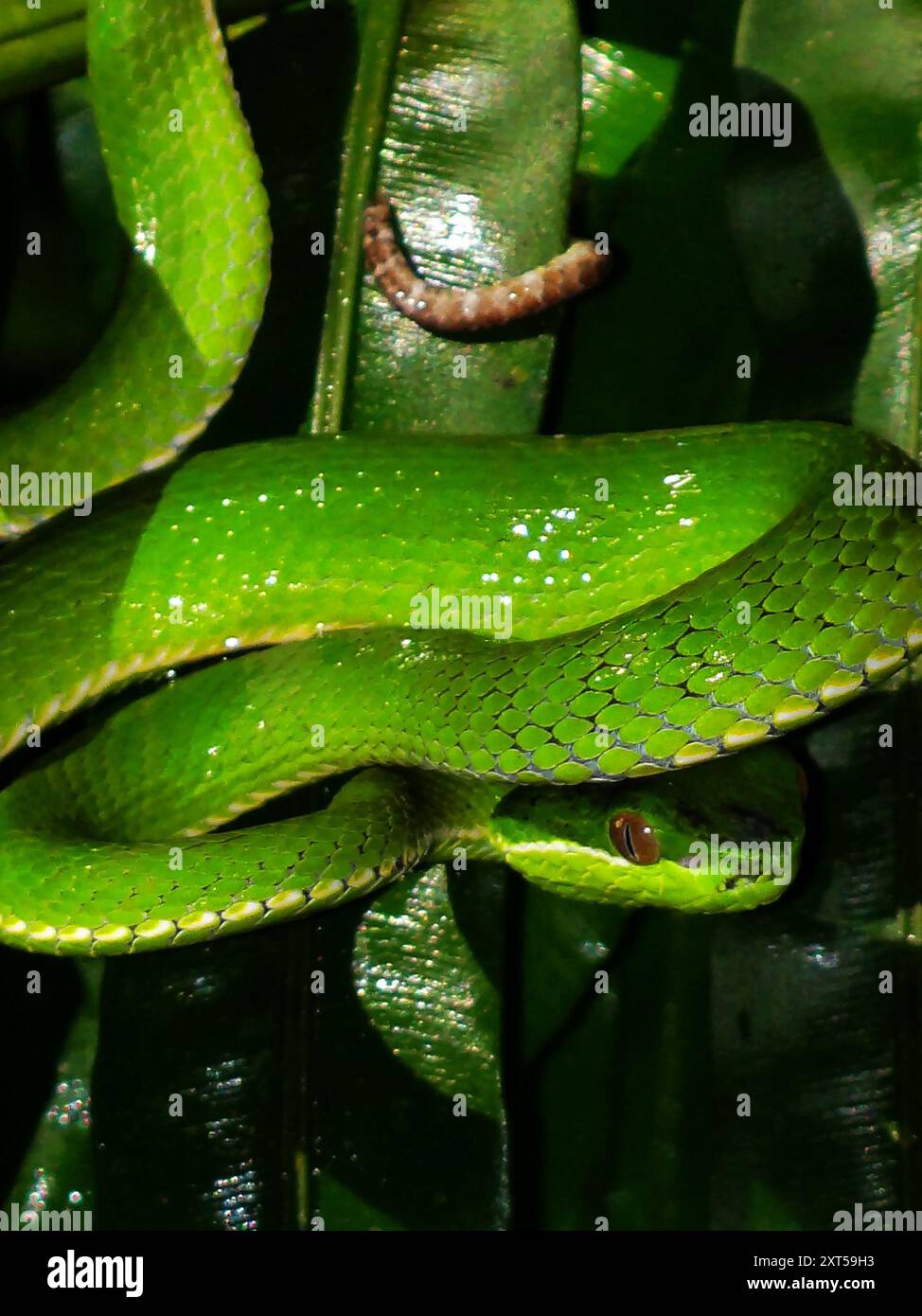 Chinese tree viper hi-res stock photography and images - Alamy