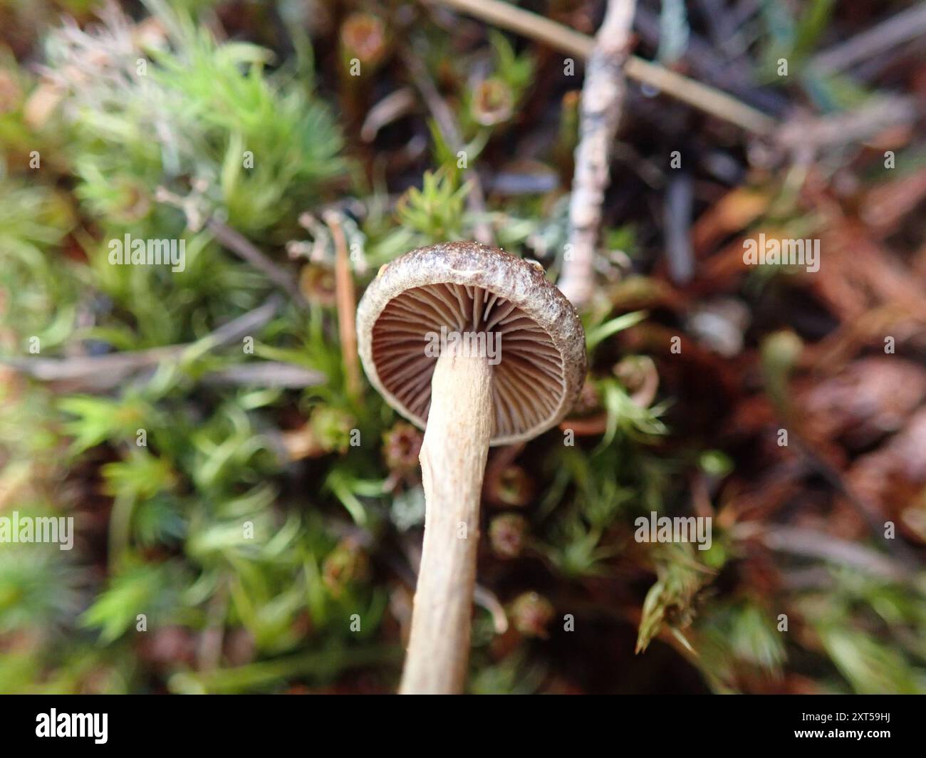 Basidiomycete Fungi (Basidiomycota) Fungi Stock Photo - Alamy
