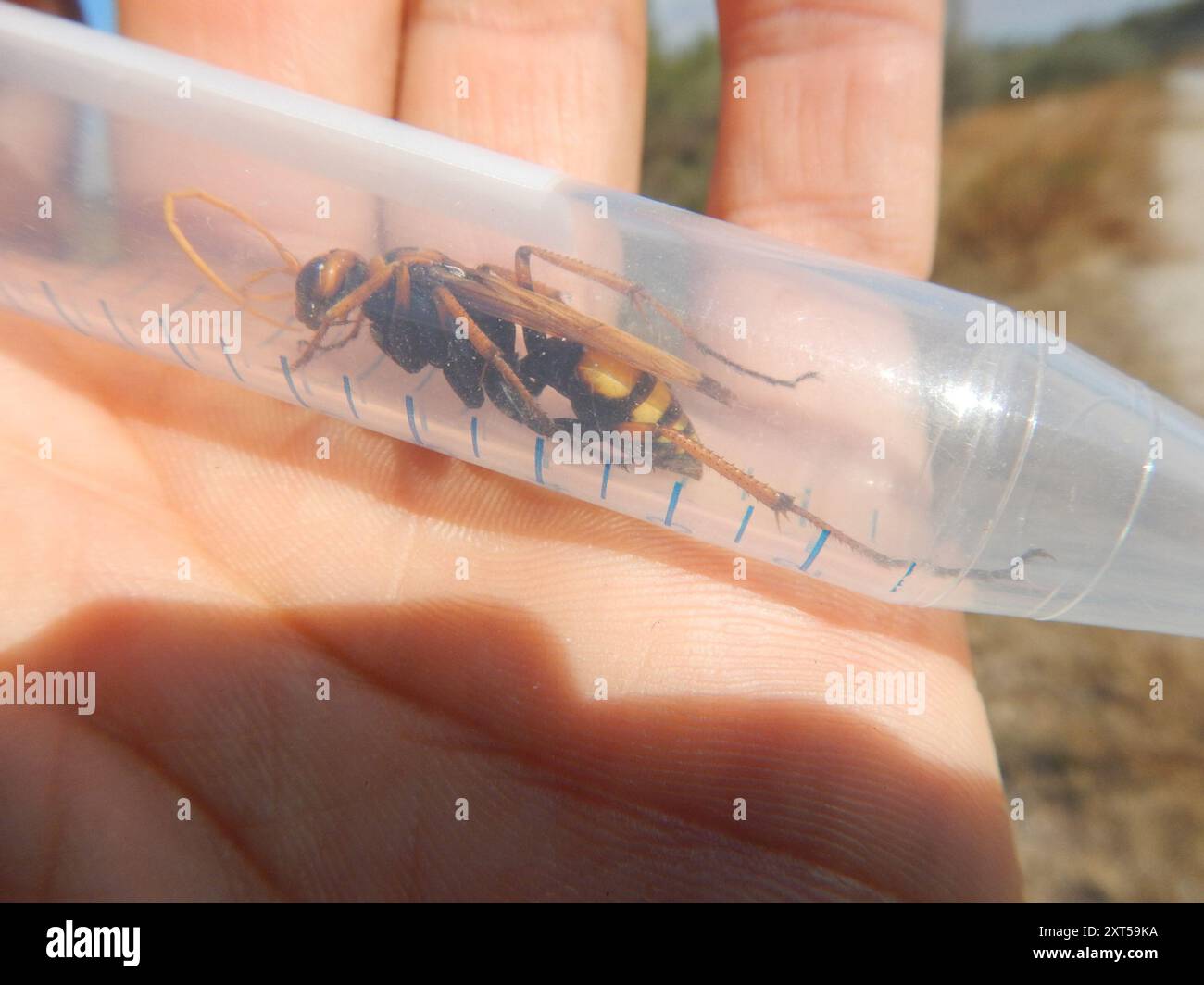 (Cryptocheilus annulatus) Insecta Stock Photo - Alamy