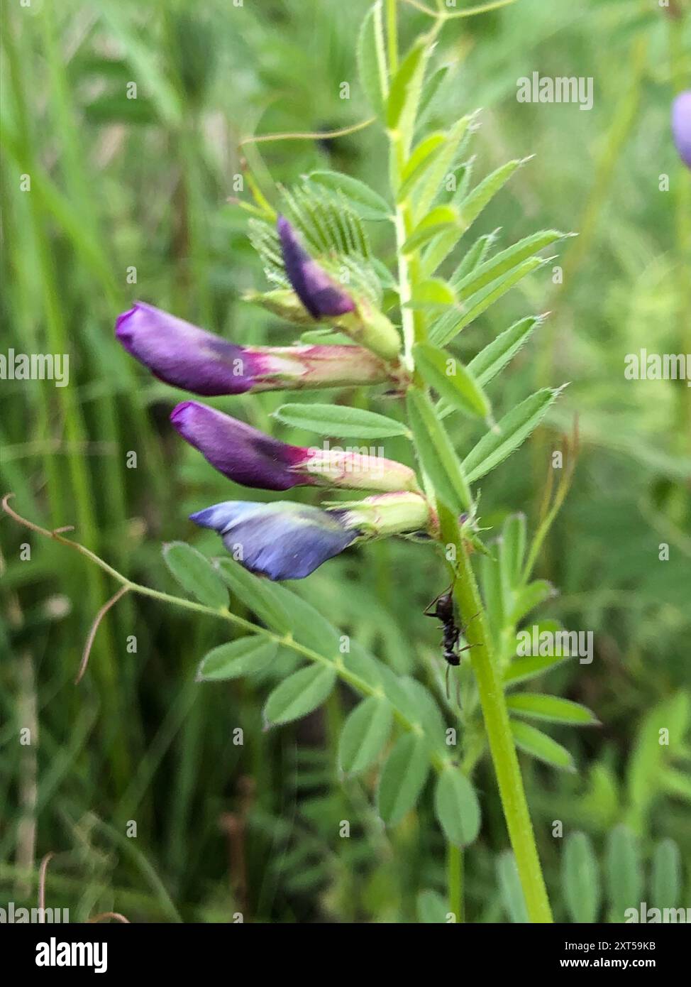 Common Vetch (Vicia sativa) Plantae Stock Photo - Alamy