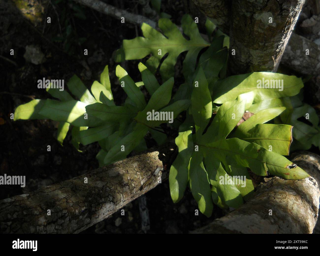 polypody family (Polypodiaceae) Plantae Stock Photo - Alamy