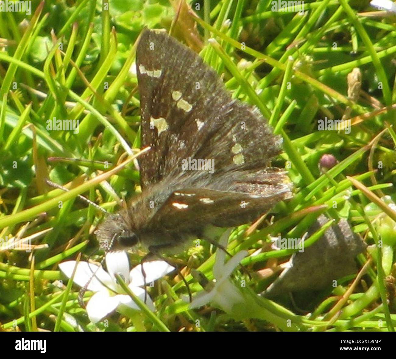 Two-spotted Grass-skipper (Pasma tasmanica) Insecta Stock Photo - Alamy