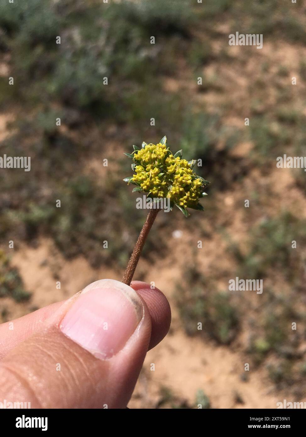 Plains Cymopterus (Cymopterus glomeratus) Plantae Stock Photo - Alamy