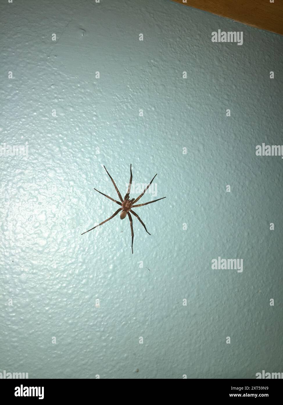 Rocky Canyon Spiders (Titiotus) Arachnida Stock Photo - Alamy