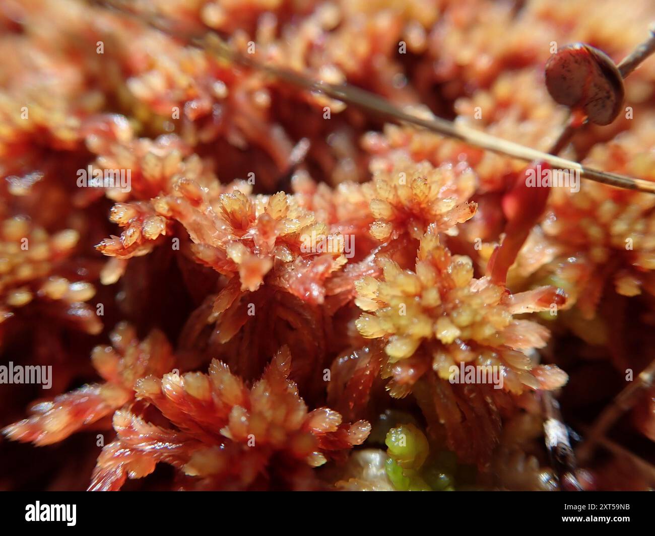 Sphagnum mosses (Sphagnum) Plantae Stock Photo - Alamy