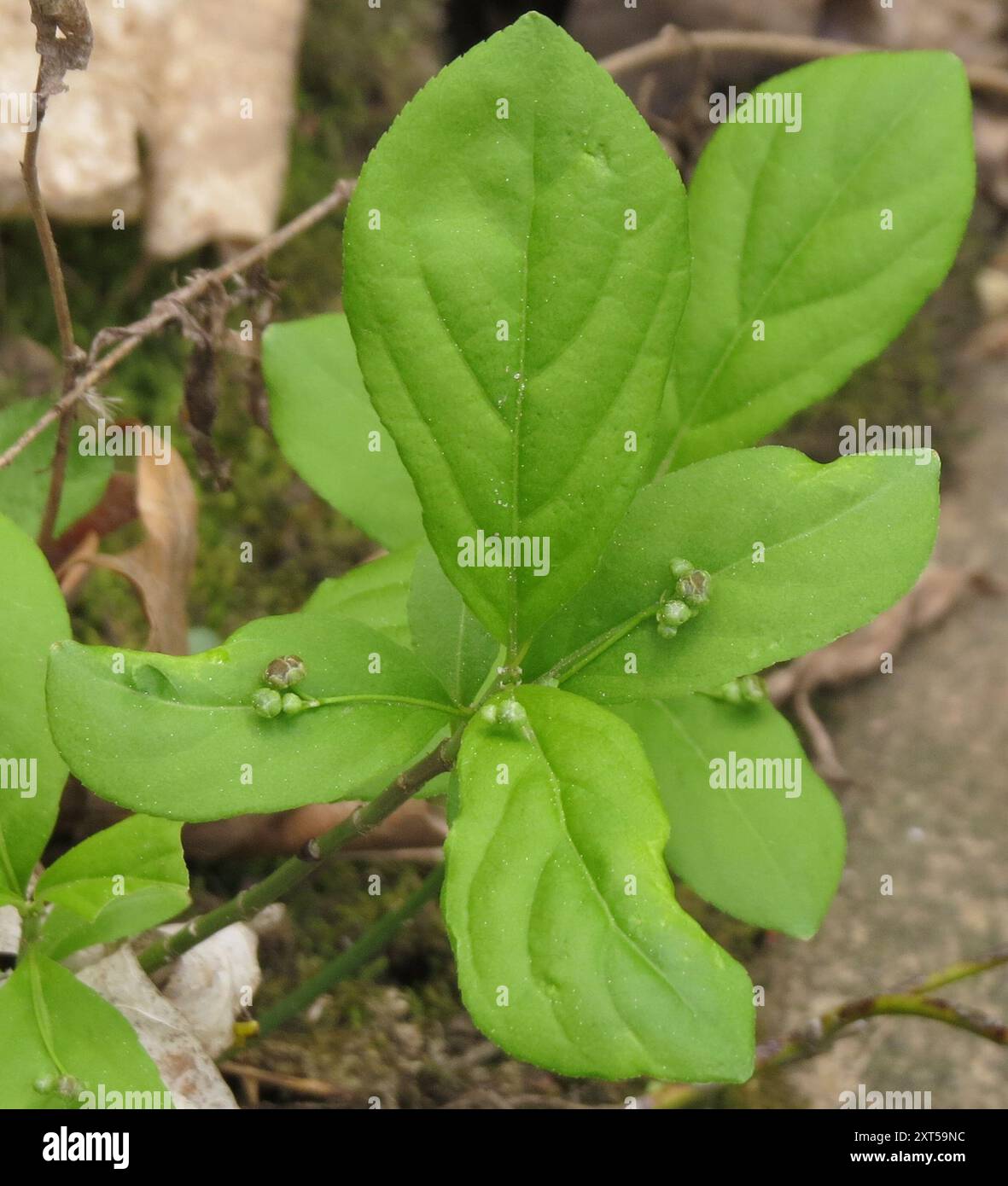 Running Strawberry-bush (Euonymus obovatus) Plantae Stock Photo - Alamy