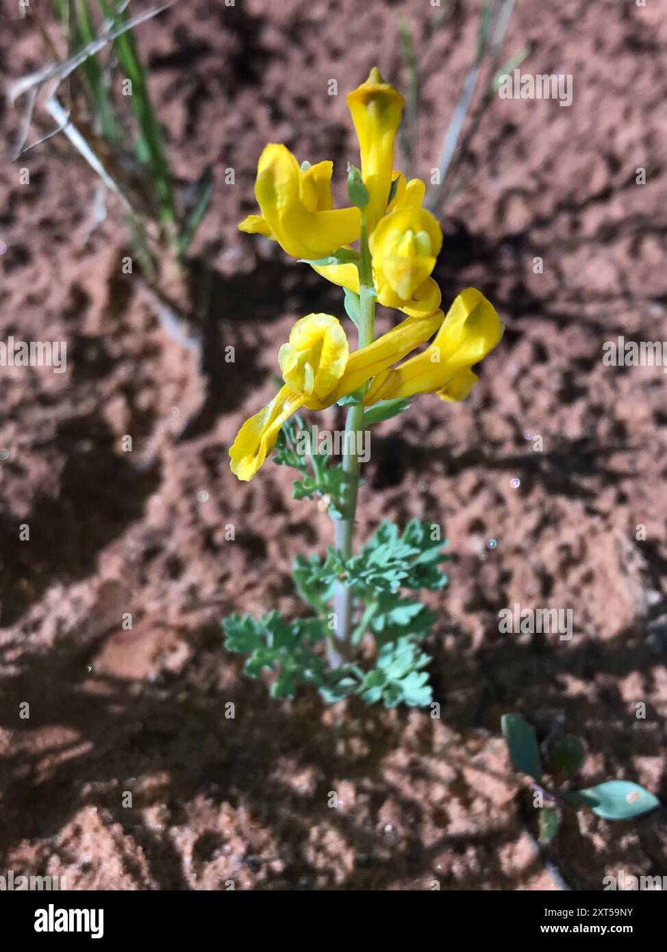 golden corydalis (Corydalis aurea) Plantae Stock Photo - Alamy