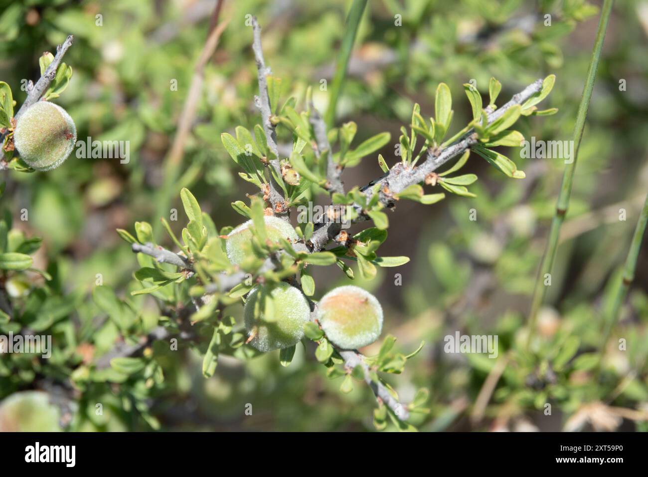 sand almond (Prunus fasciculata punctata) Plantae Stock Photo - Alamy