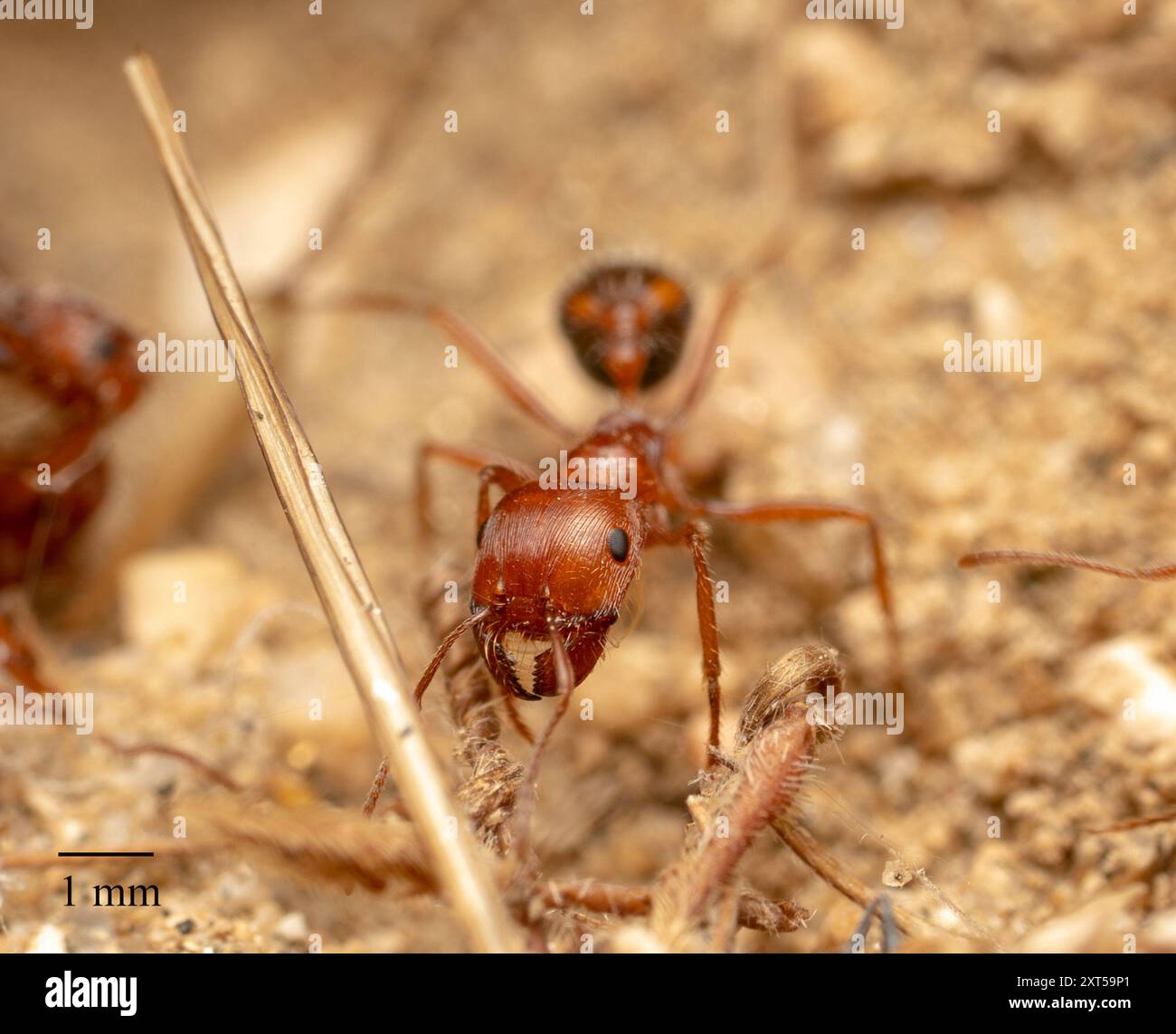 California Harvester Ant (Pogonomyrmex californicus) Insecta Stock ...