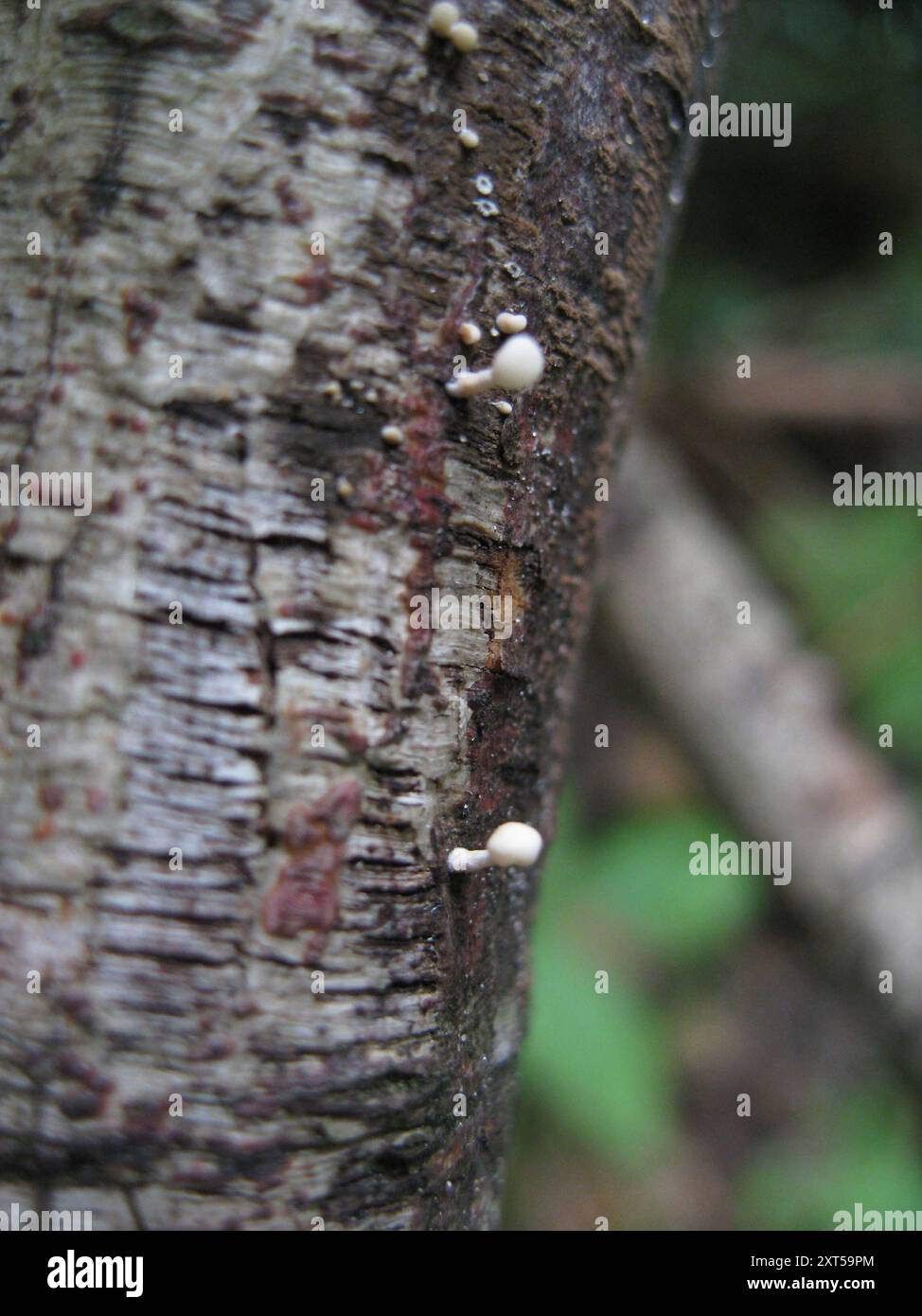 Physalacria inflata hi-res stock photography and images - Alamy