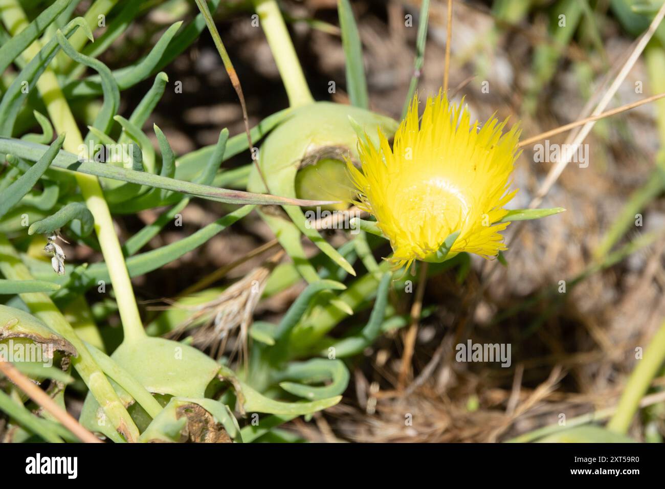 Pig's-root (Conicosia pugioniformis) Plantae Stock Photo - Alamy