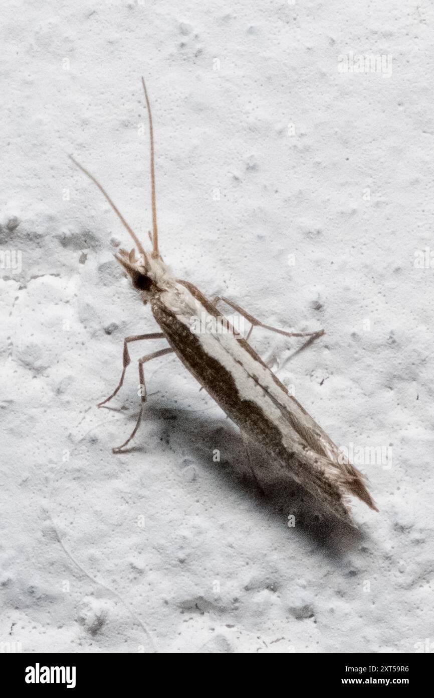 Diamondback Moth (Plutella xylostella) Insecta Stock Photo - Alamy