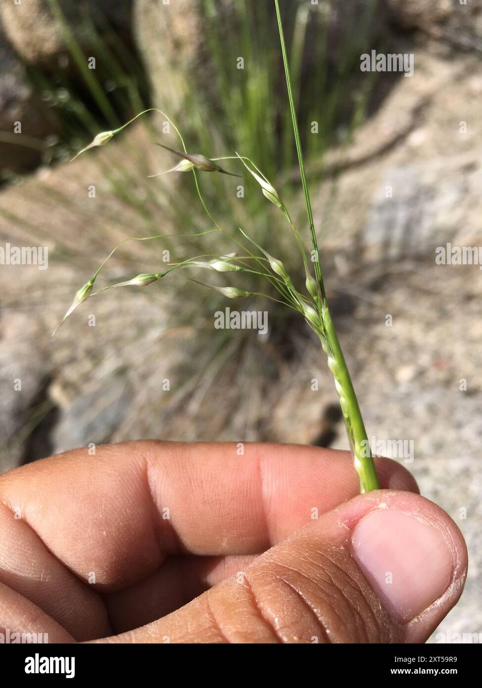 Sand Ricegrass (Eriocoma hymenoides) Plantae Stock Photo - Alamy