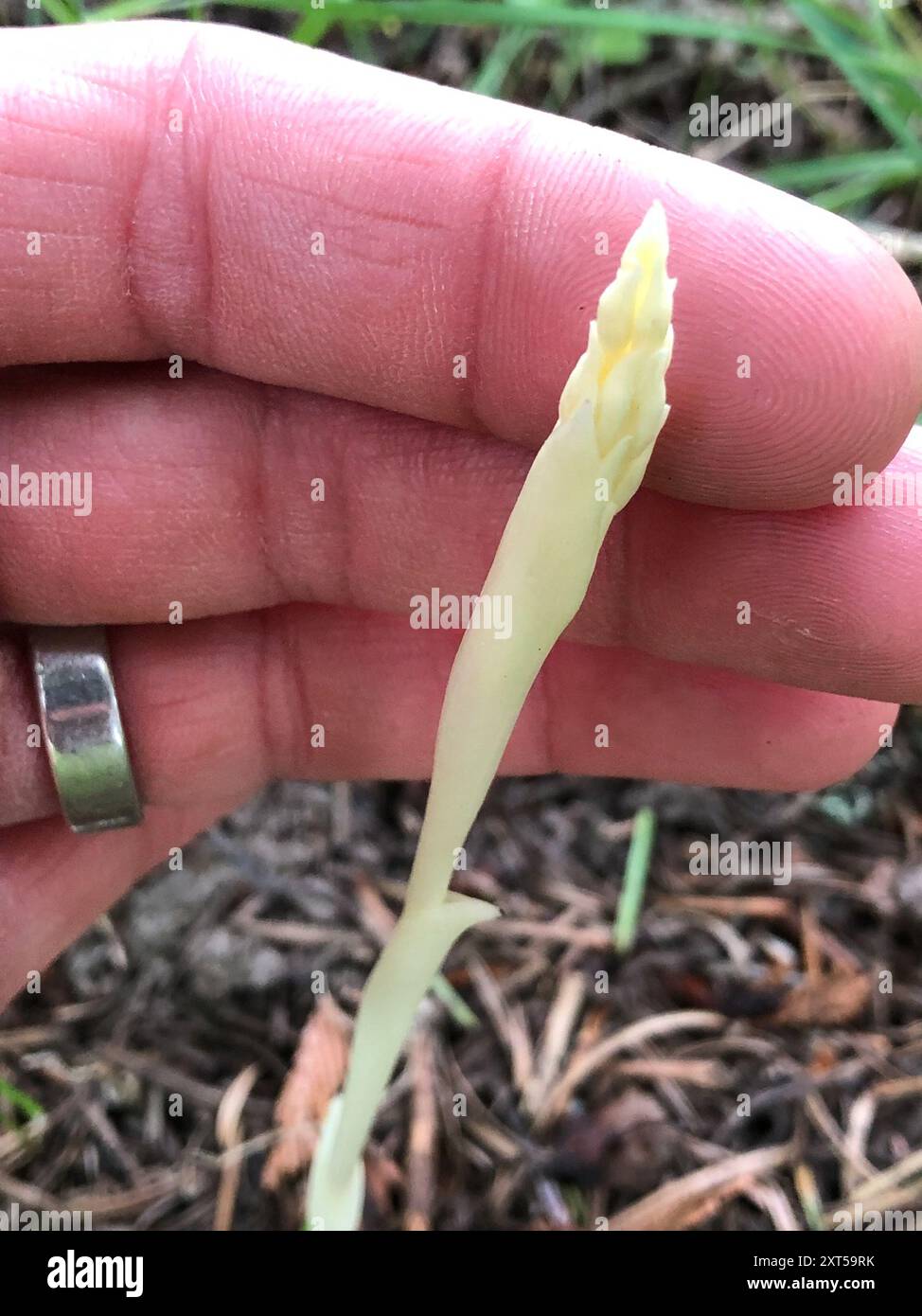 Phantom Orchid (Cephalanthera austiniae) Plantae Stock Photo - Alamy