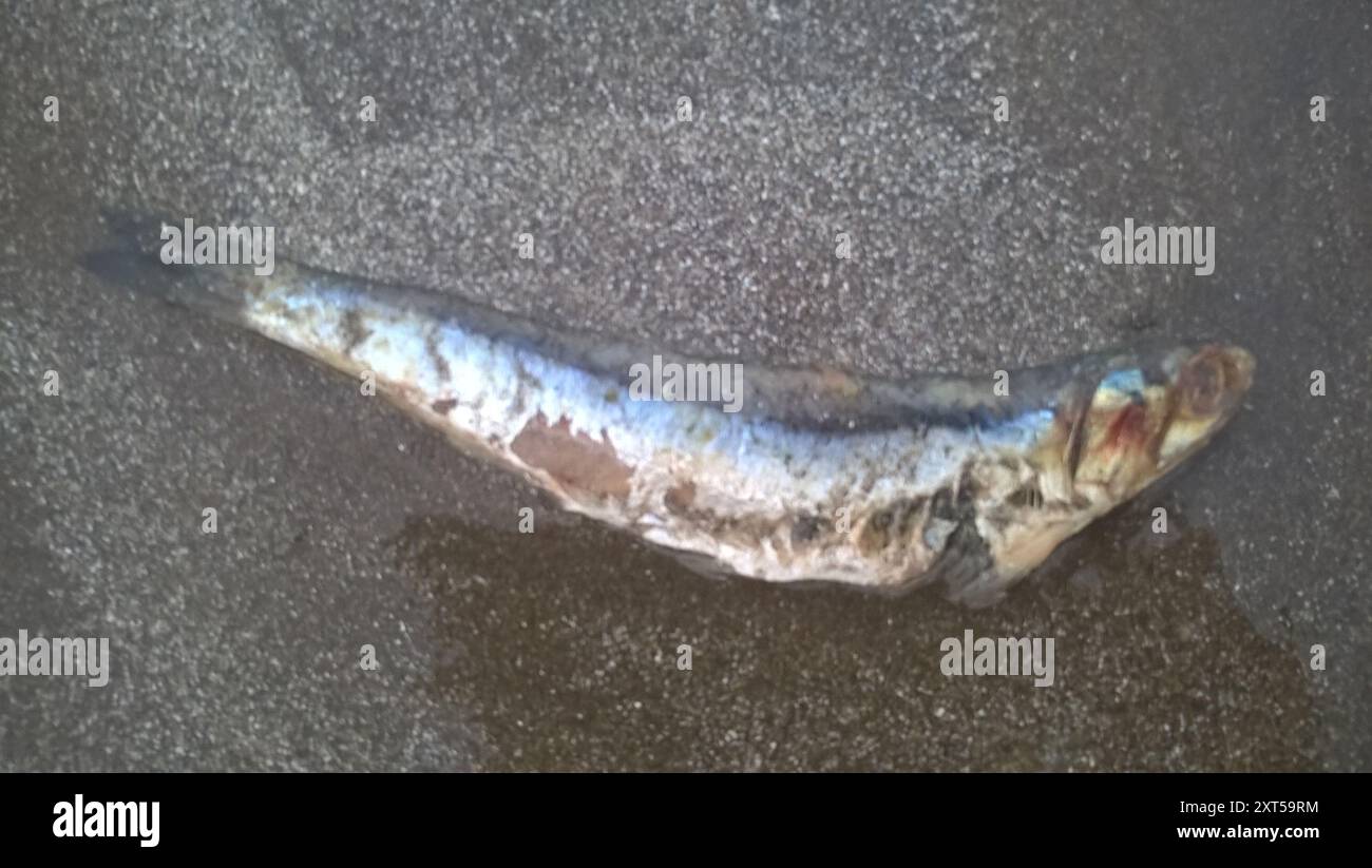 Argentine Anchoita (Engraulis anchoita) Actinopterygii Stock Photo - Alamy