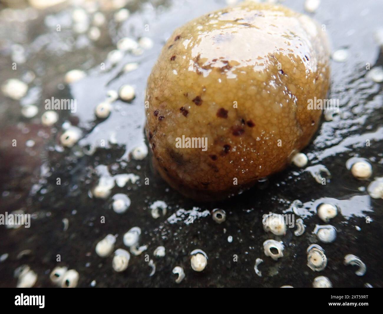 Monterey Dorid (Doris montereyensis) Mollusca Stock Photo - Alamy