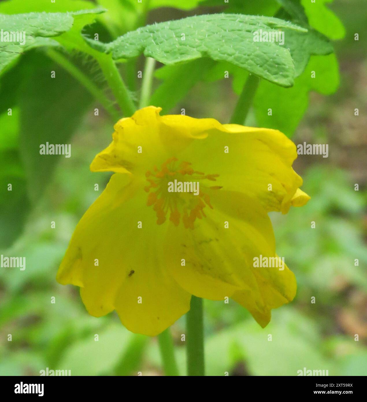 Celandine Poppy (Stylophorum diphyllum) Plantae Stock Photo - Alamy