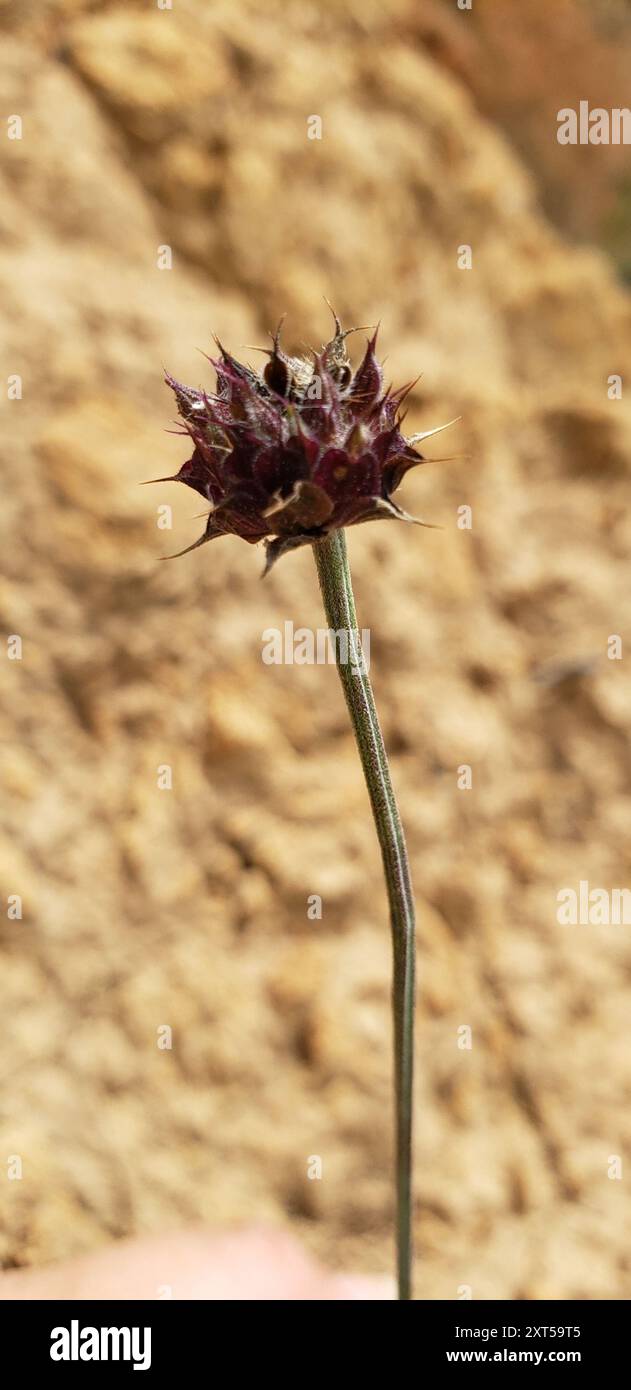 Chia (Salvia columbariae) Plantae Stock Photo - Alamy