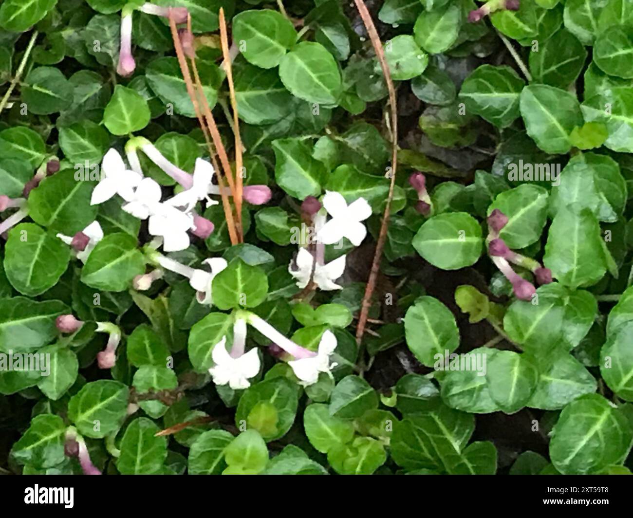 partridgeberry (Mitchella repens) Plantae Stock Photo - Alamy