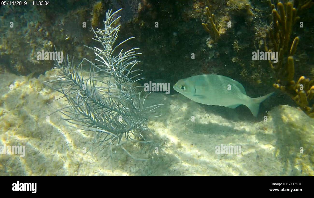 Bermuda Chub (Kyphosus sectatrix) Actinopterygii Stock Photo - Alamy