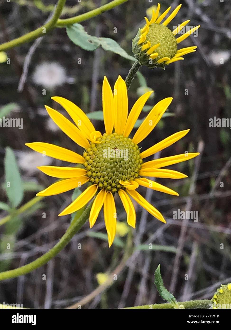 slender sunflower (Helianthus gracilentus) Plantae Stock Photo - Alamy