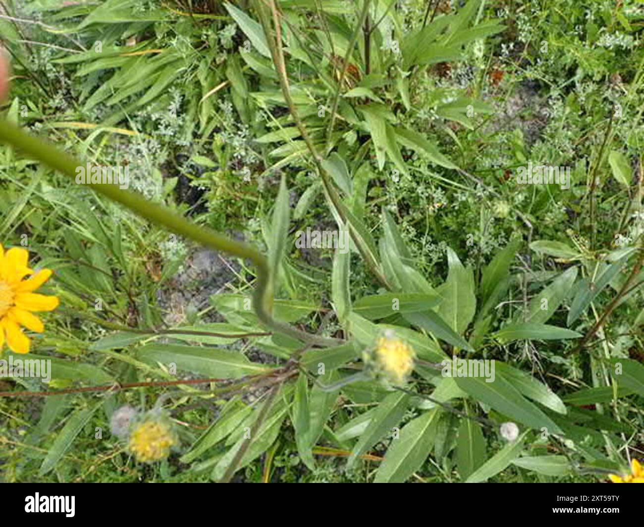California Dwarf Sunflower (Helianthella californica) Plantae Stock ...