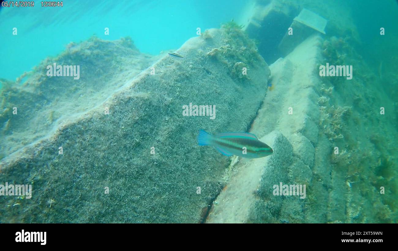 Striped Parrotfish (Scarus iseri) Actinopterygii Stock Photo - Alamy