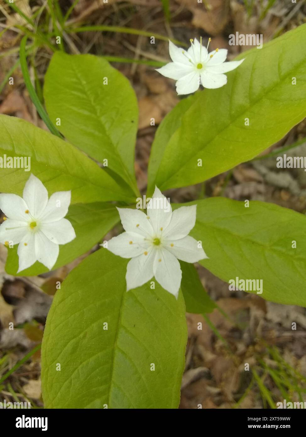 northern starflower (Lysimachia borealis) Plantae Stock Photo - Alamy