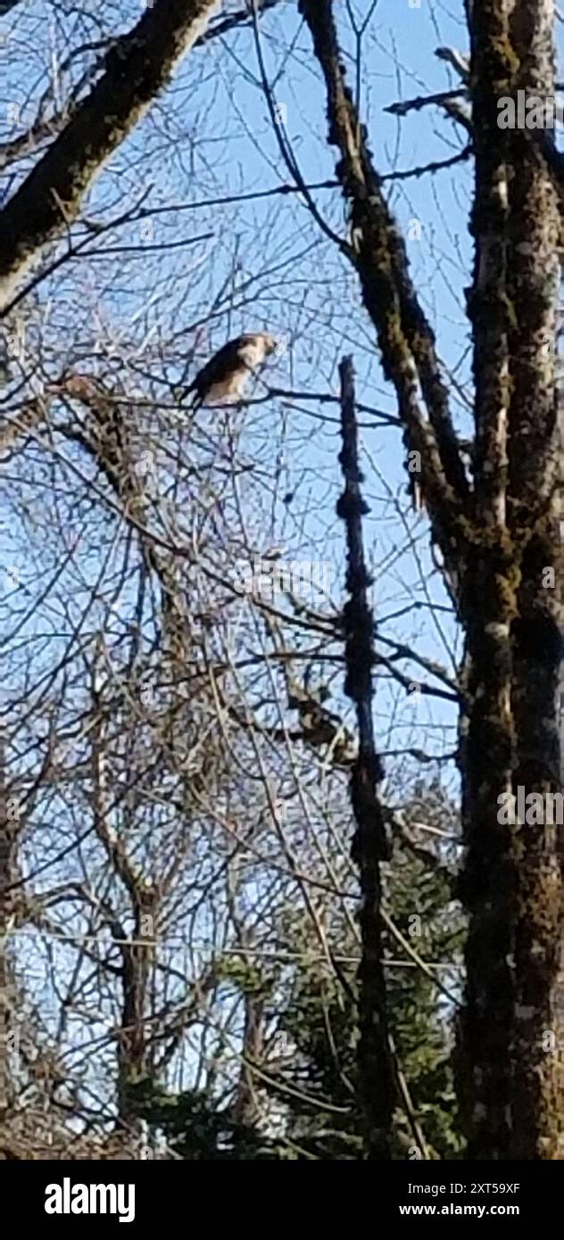Western Red-tailed Hawk (Buteo jamaicensis calurus) Aves Stock Photo ...