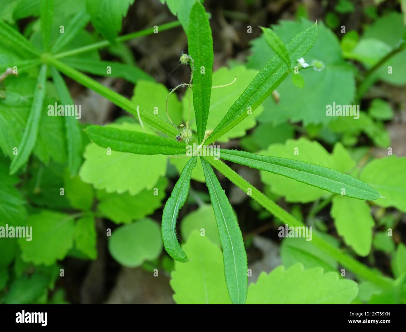 catchweed bedstraw (Galium aparine) Plantae Stock Photo - Alamy