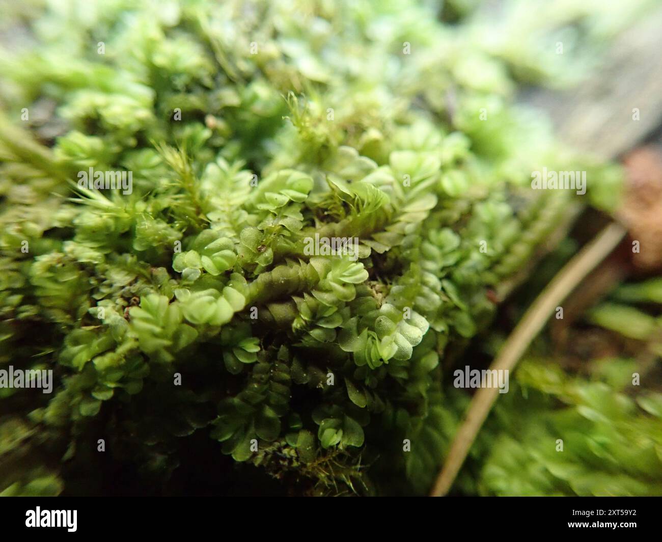 Square-leaved Crestwort (Chiloscyphus polyanthos) Plantae Stock Photo ...