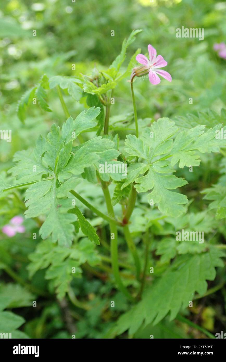 Herb Robert (Geranium robertianum) Plantae Stock Photo - Alamy