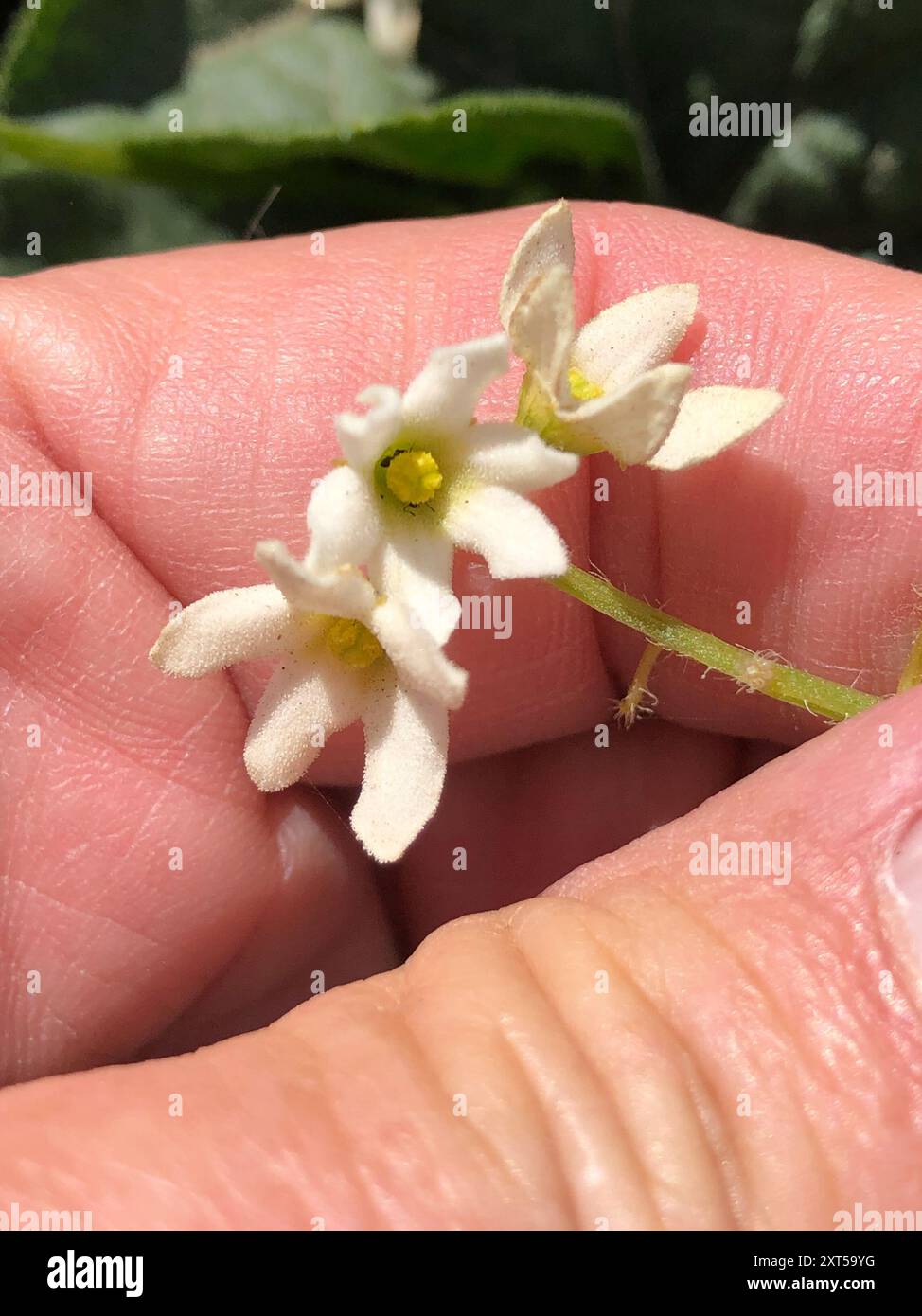 coastal manroot (Marah oregana) Plantae Stock Photo - Alamy