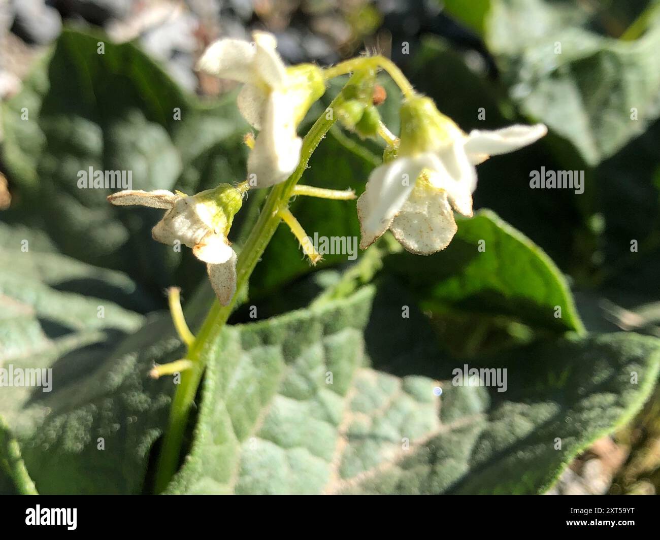 coastal manroot (Marah oregana) Plantae Stock Photo - Alamy