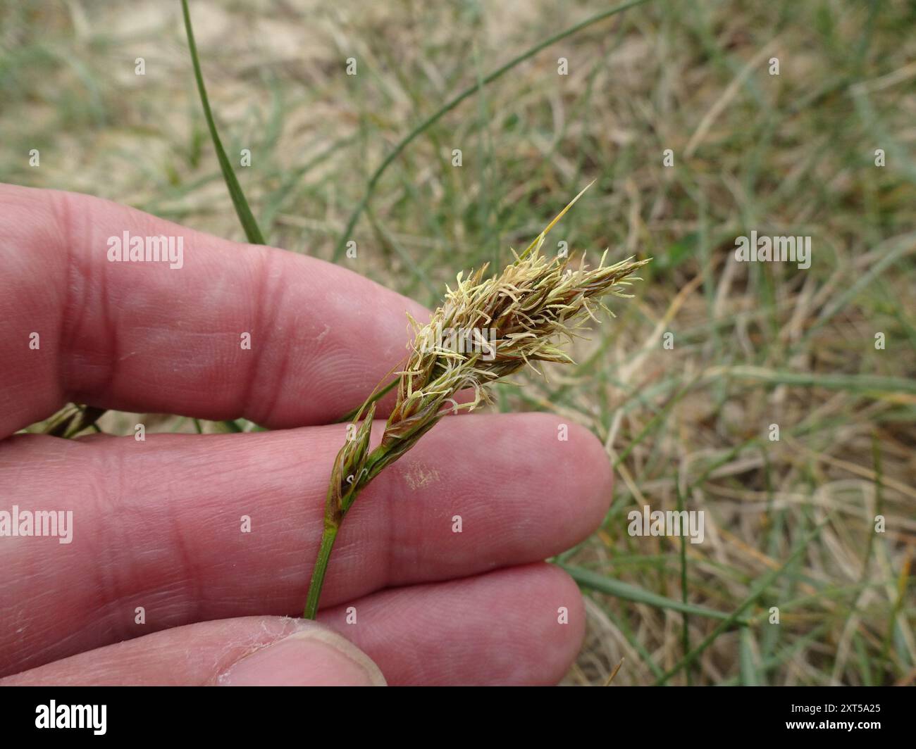 sand sedge (Carex arenaria) Plantae Stock Photo - Alamy