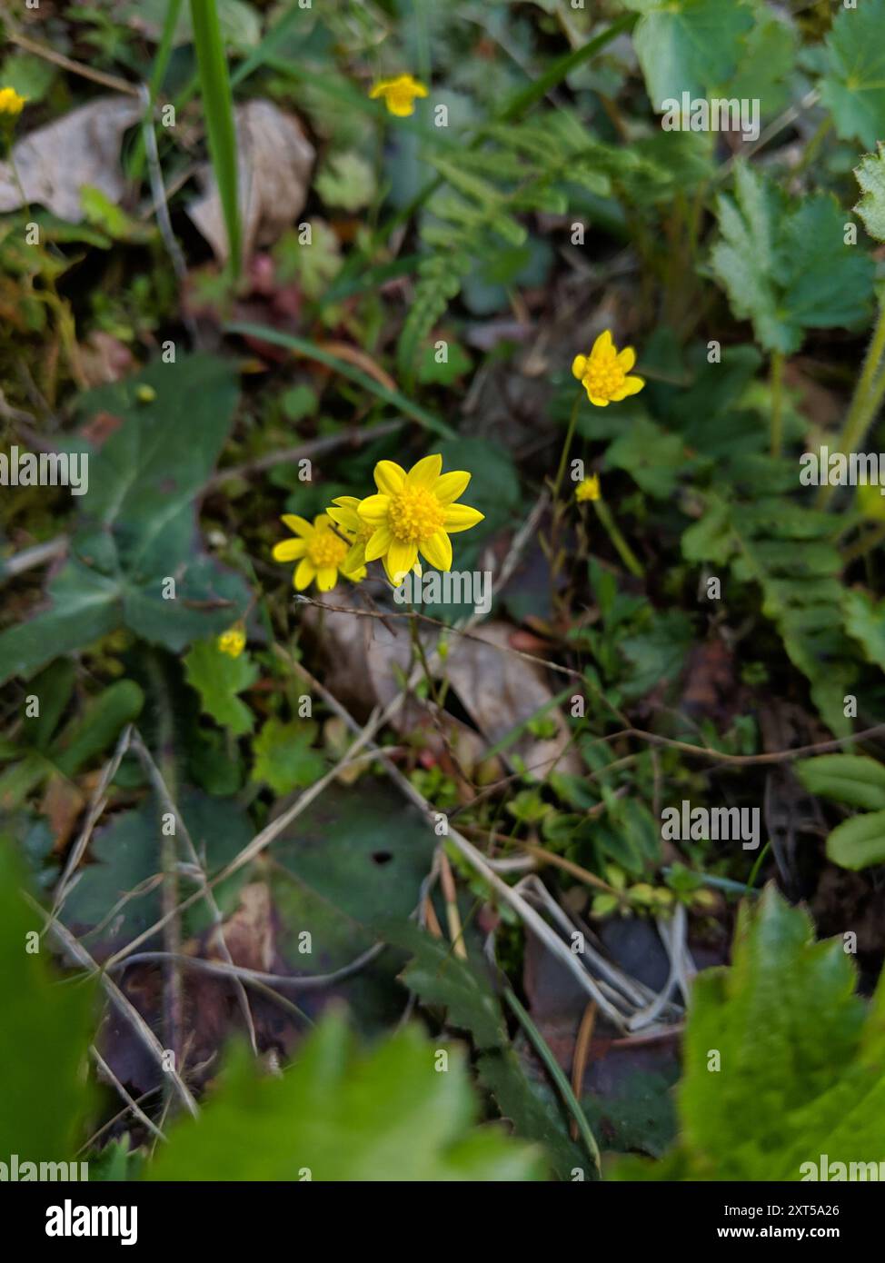 spring gold (Crocidium multicaule) Plantae Stock Photo - Alamy