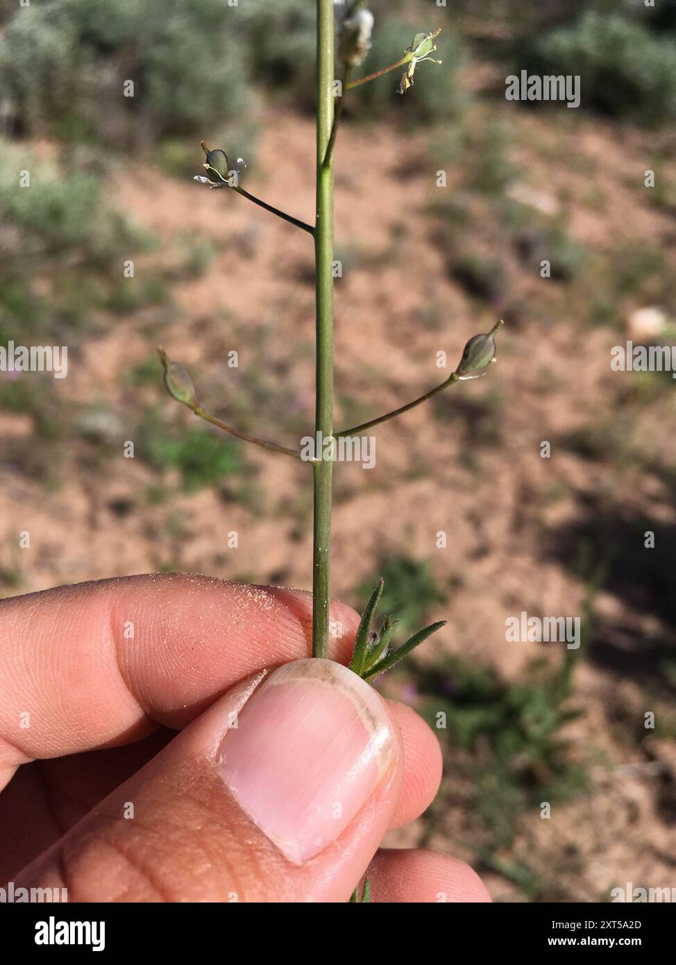 littlepod false flax (Camelina microcarpa) Plantae Stock Photo - Alamy