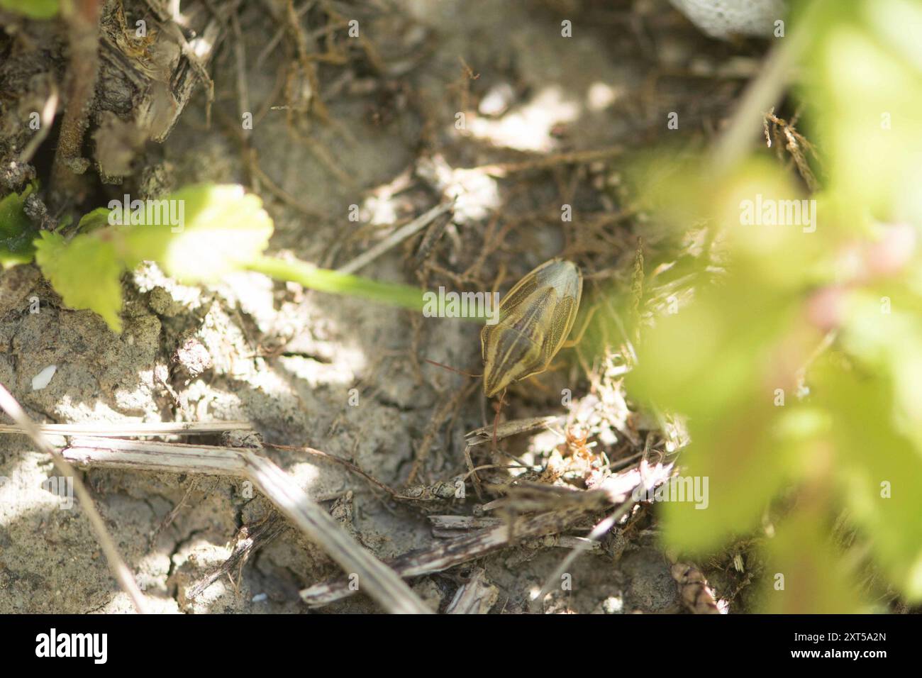 Bishop's Mitre Shield Bug (Aelia acuminata) Insecta Stock Photo - Alamy