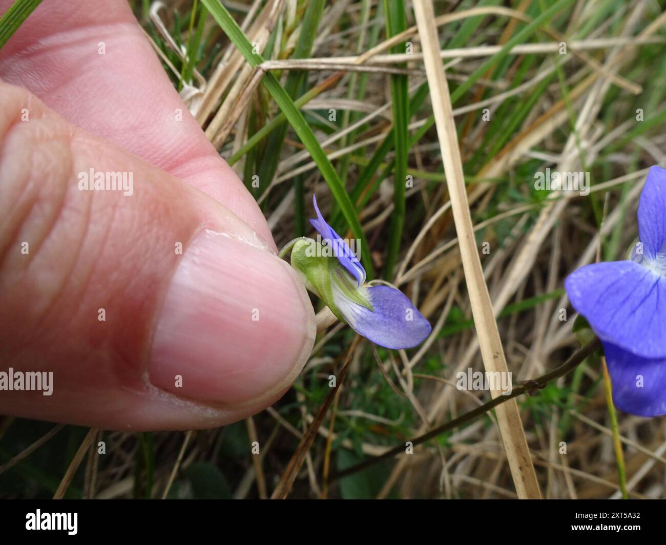 Heath Dog-Violet (Viola canina) Plantae Stock Photo - Alamy