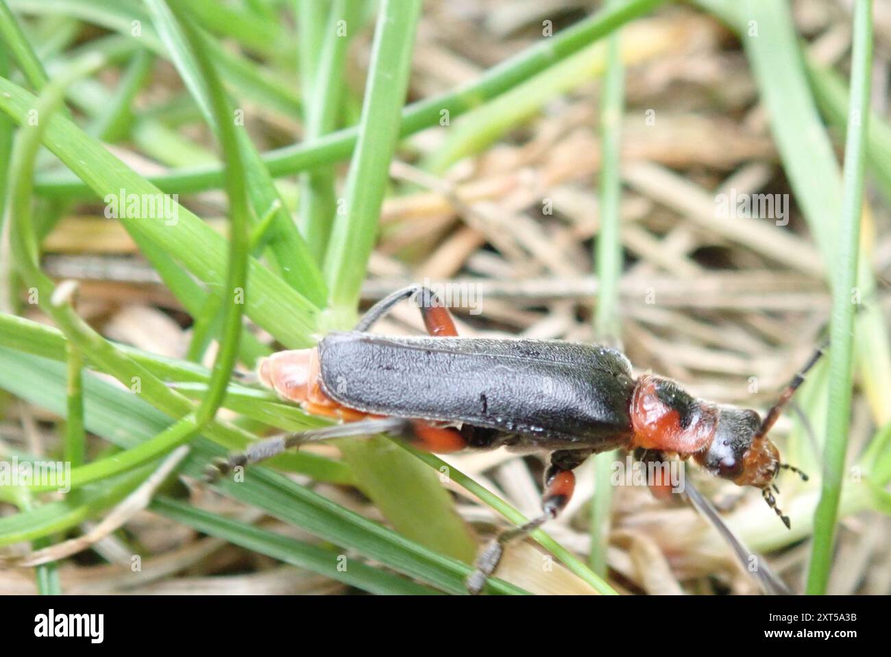 Rustic Sailor Beetle (Cantharis rustica) Insecta Stock Photo - Alamy
