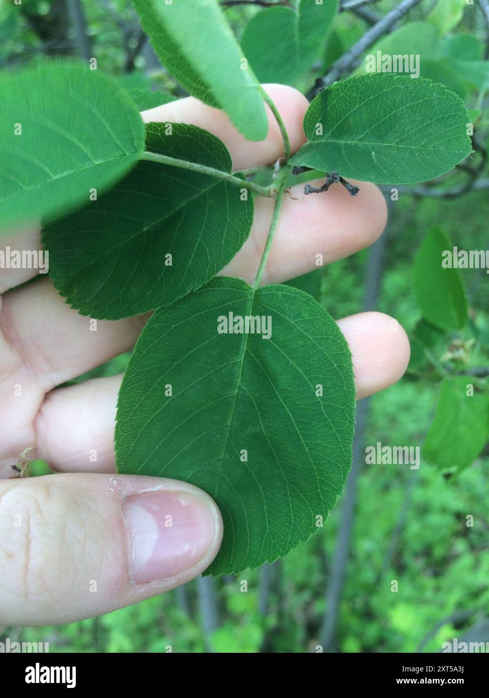 Running Serviceberry (Amelanchier stolonifera) Plantae Stock Photo - Alamy