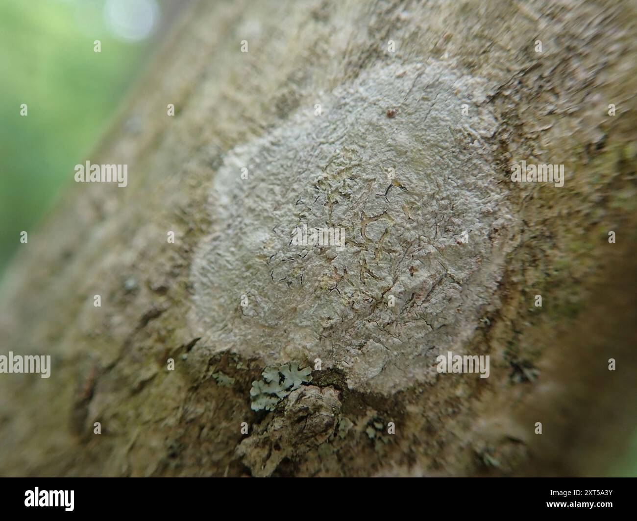 Common Script Lichen (Graphis scripta) Fungi Stock Photo - Alamy