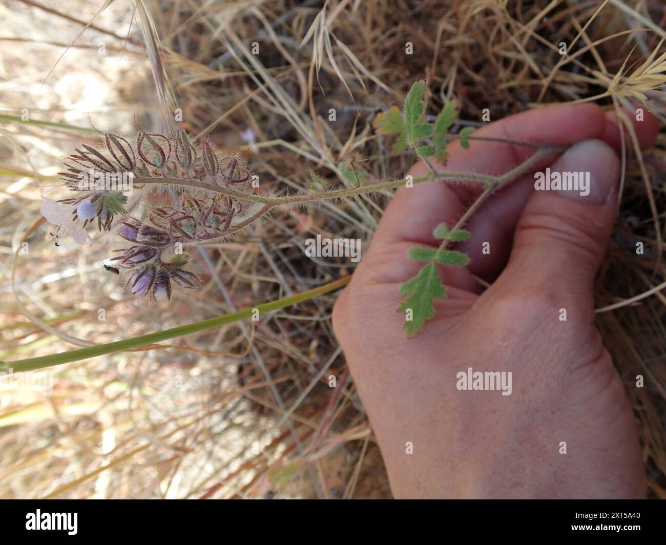 Scorpionweeds (Phacelia) Plantae Stock Photo - Alamy