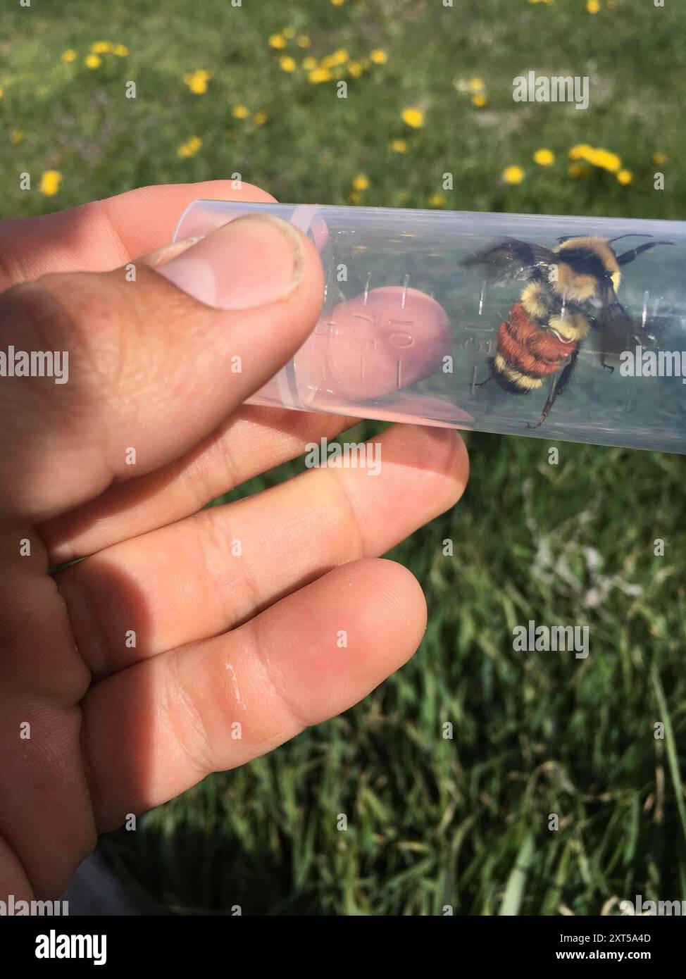 Hunt's Bumble Bee (Bombus huntii) Insecta Stock Photo - Alamy