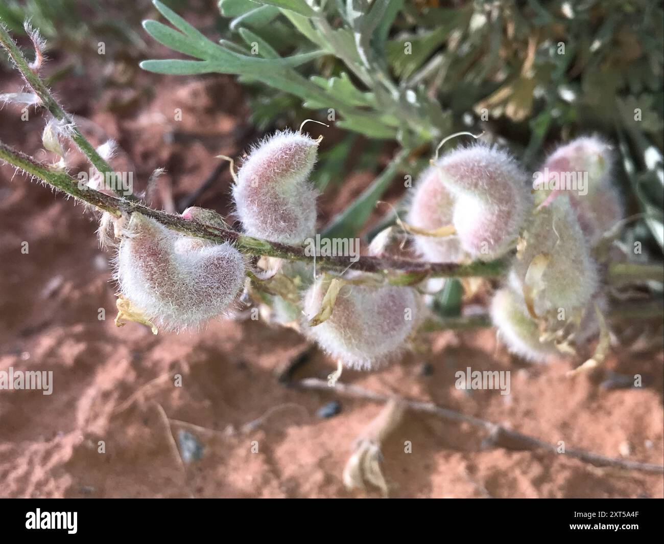 Woolly Locoweed (Astragalus mollissimus) Plantae Stock Photo - Alamy