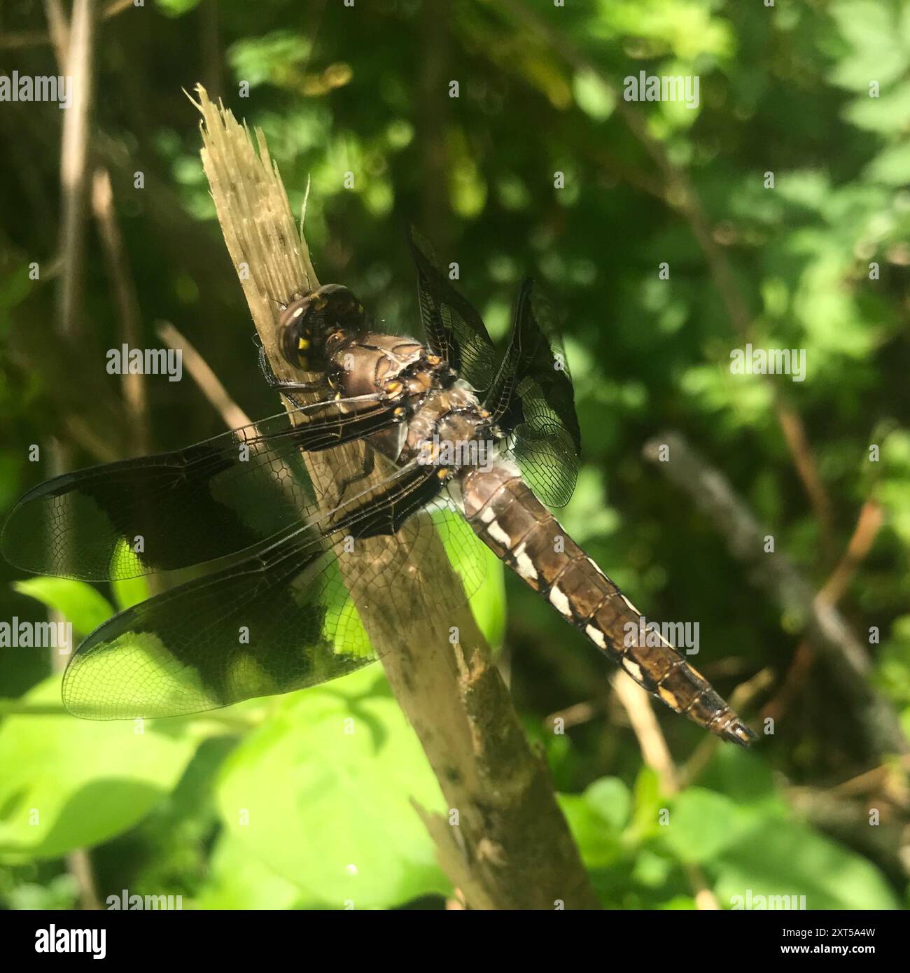 Common Whitetail (Plathemis lydia) Insecta Stock Photo - Alamy