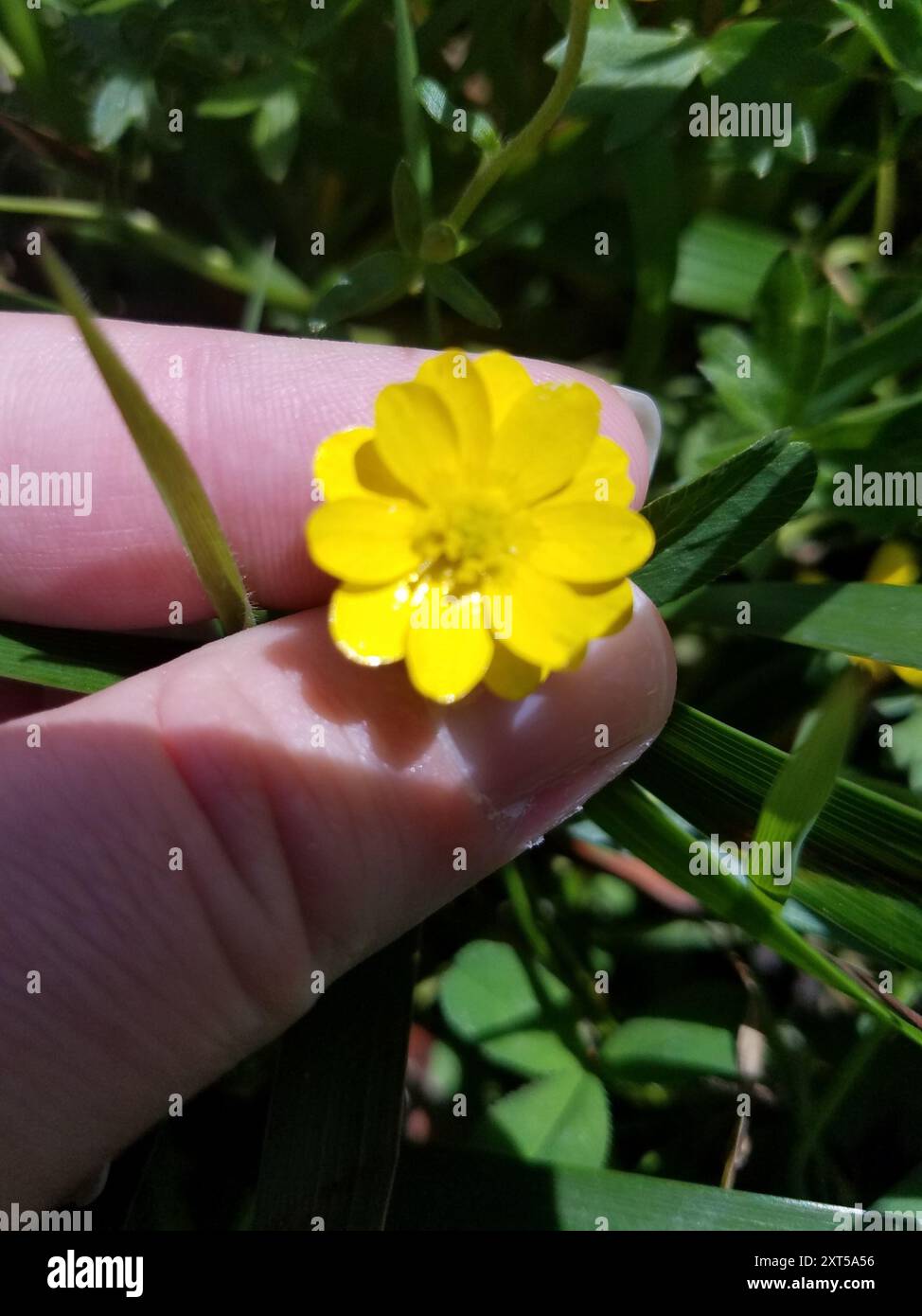 California buttercup (Ranunculus californicus) Plantae Stock Photo - Alamy