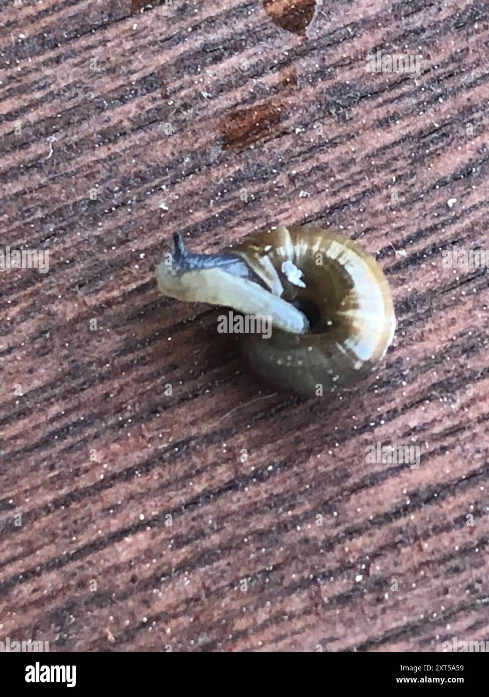 Common Land Snails and Slugs (Stylommatophora) Mollusca Stock Photo - Alamy