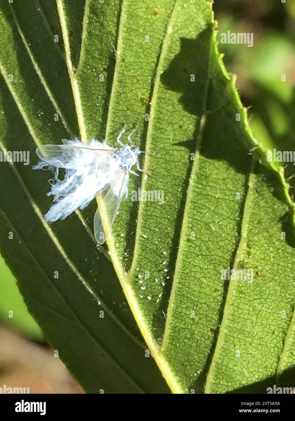 Woolly Aphids and Gall-making Aphids (Eriosomatinae) Insecta Stock ...