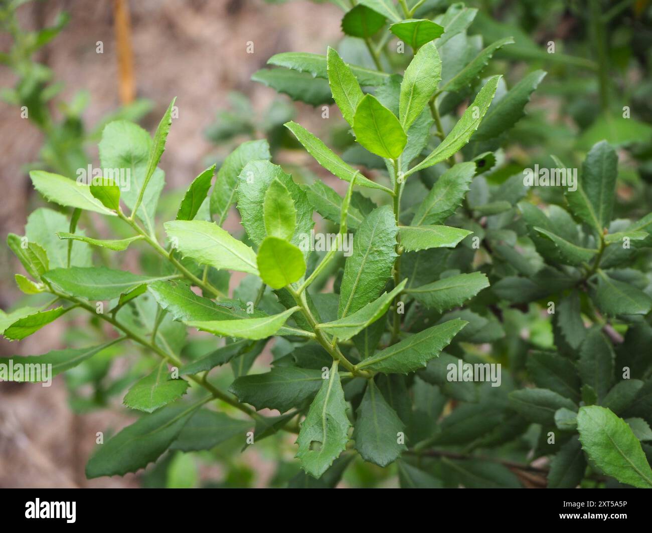 Indian marsh fleabane (Pluchea indica) Plantae Stock Photo - Alamy